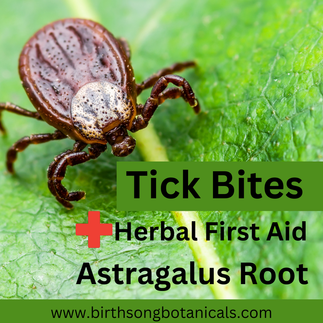 Tick Bites, Herbal First Aid, and Astragalus Root– Birth Song ...