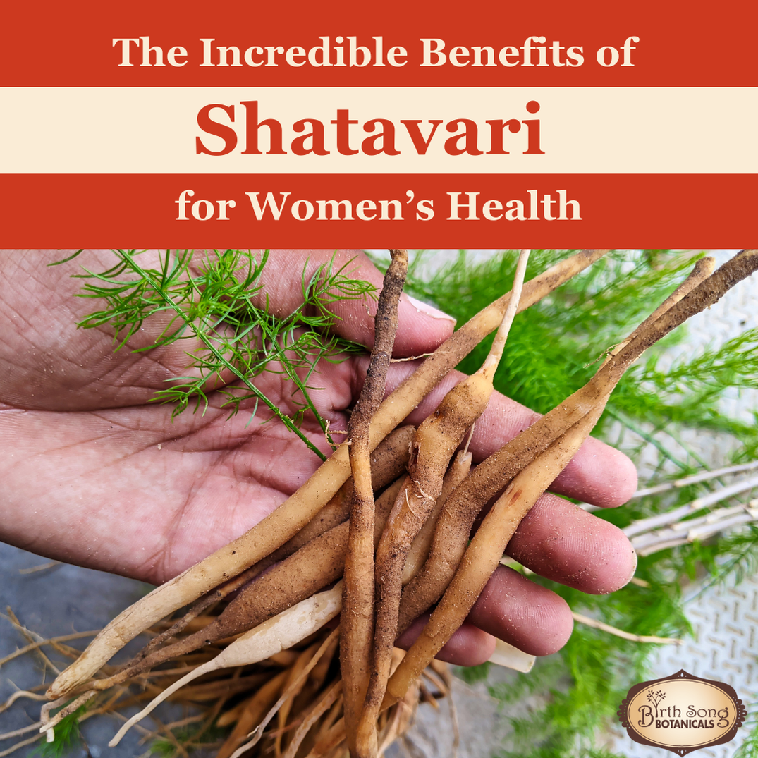 The Incredible Benefits of Shatavari for Women’s Health– Birth Song ...