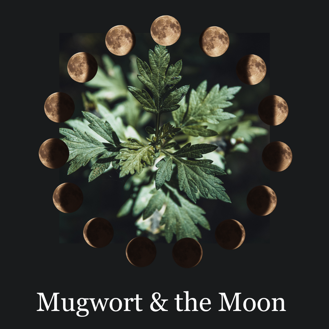 Harnessing the Power of Mugwort and the Moon– Birth Song Botanicals Co.